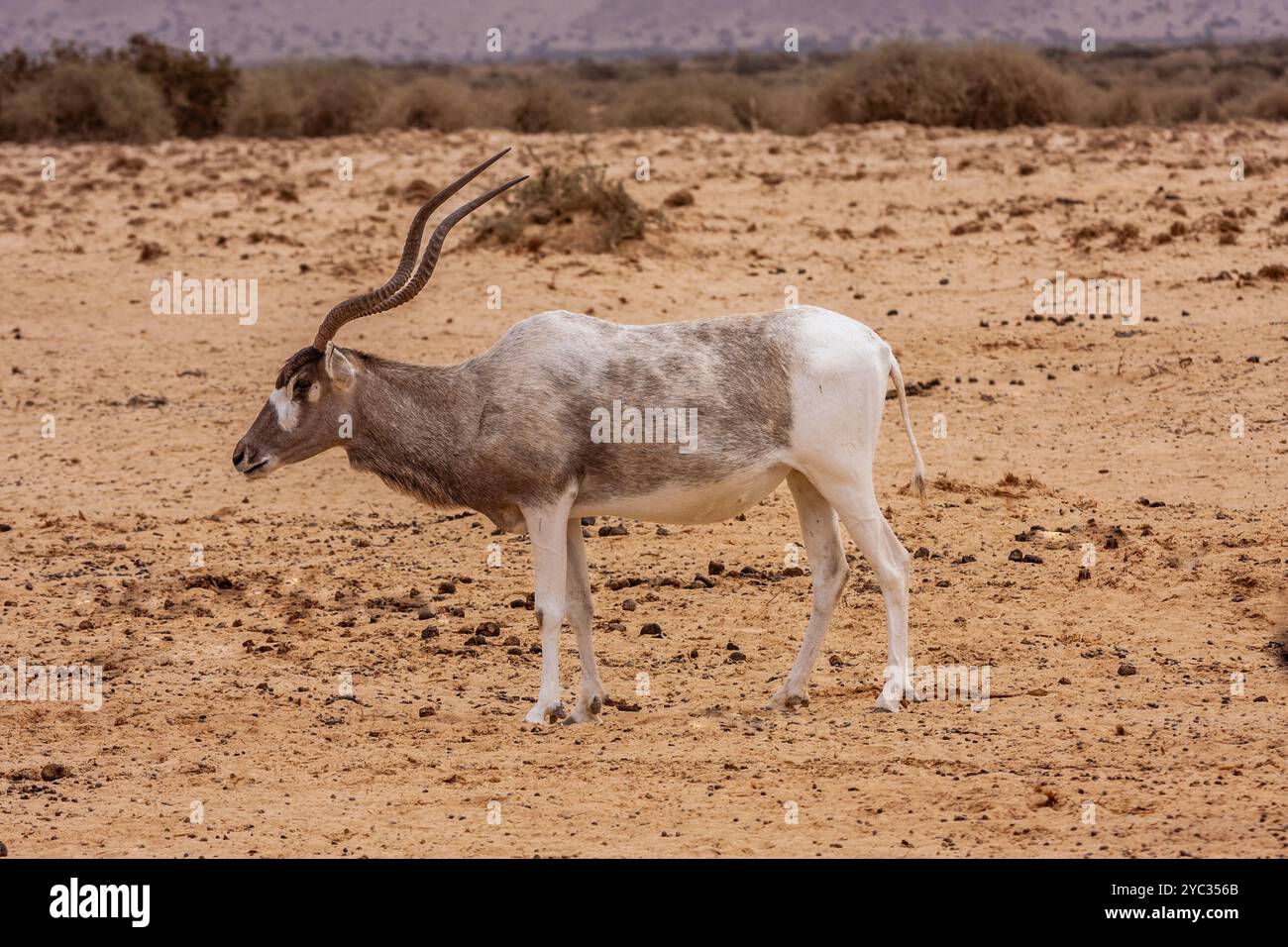 Addax (Addax nasomaculatus) مهاة أبو عدس critically endangered desert ...