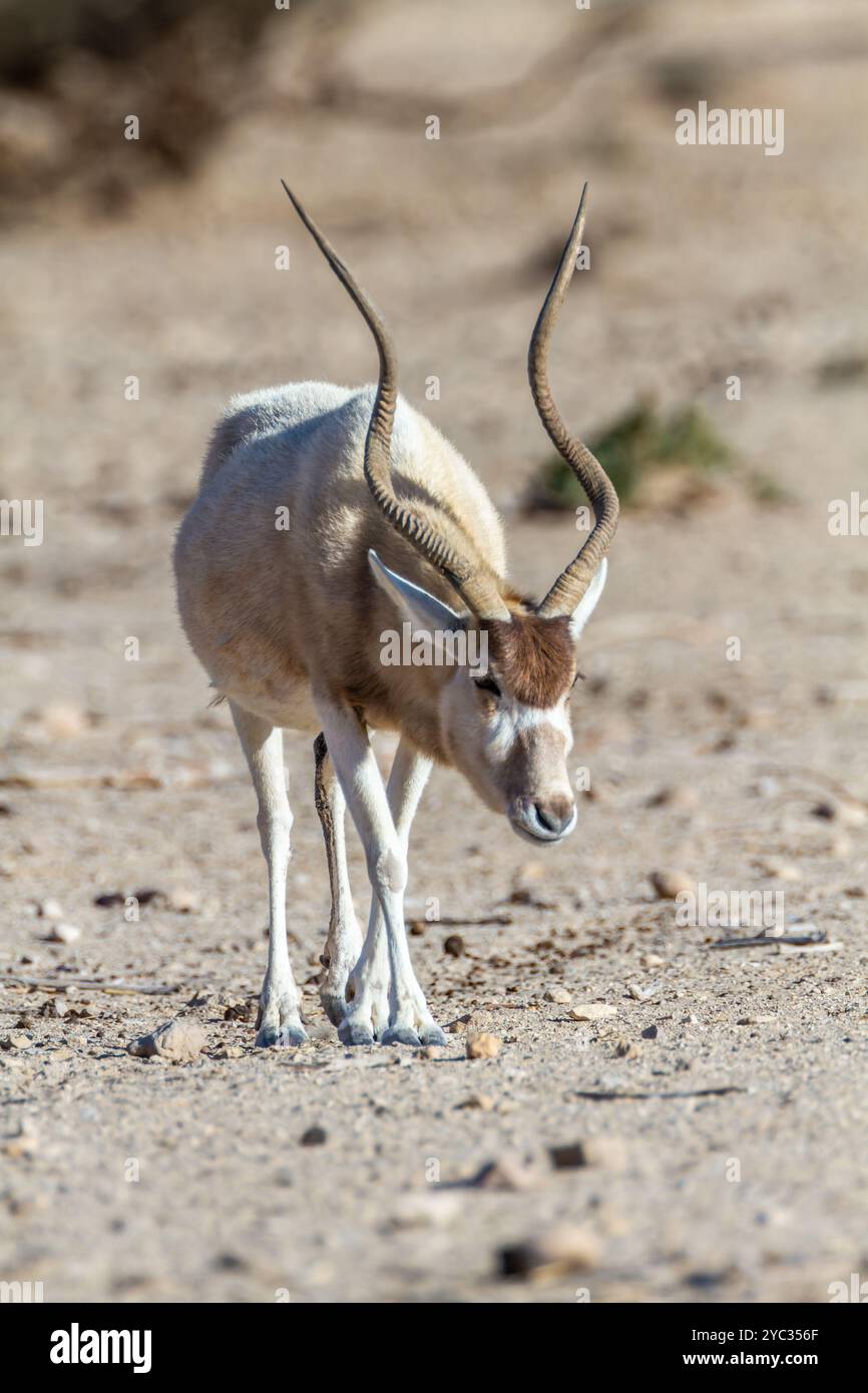 Addax (Addax nasomaculatus) مهاة أبو عدس critically endangered desert ...