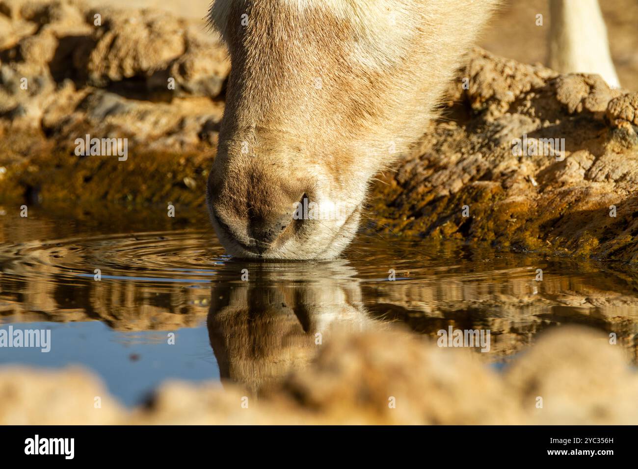 Addax (Addax nasomaculatus) مهاة أبو عدس critically endangered desert ...