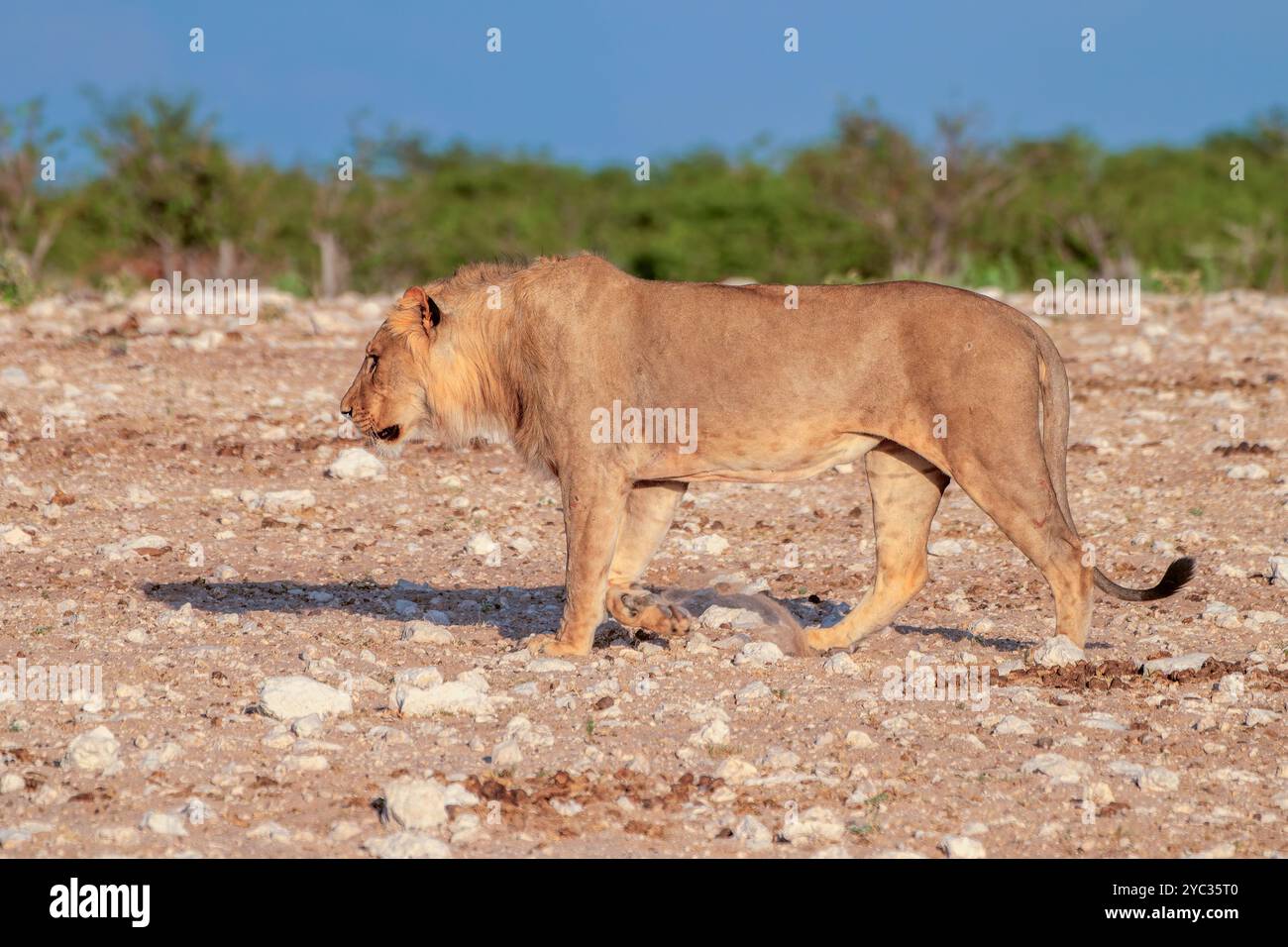 Lioness prowling Photographed at Etosha National Park Namibia, Africa ...