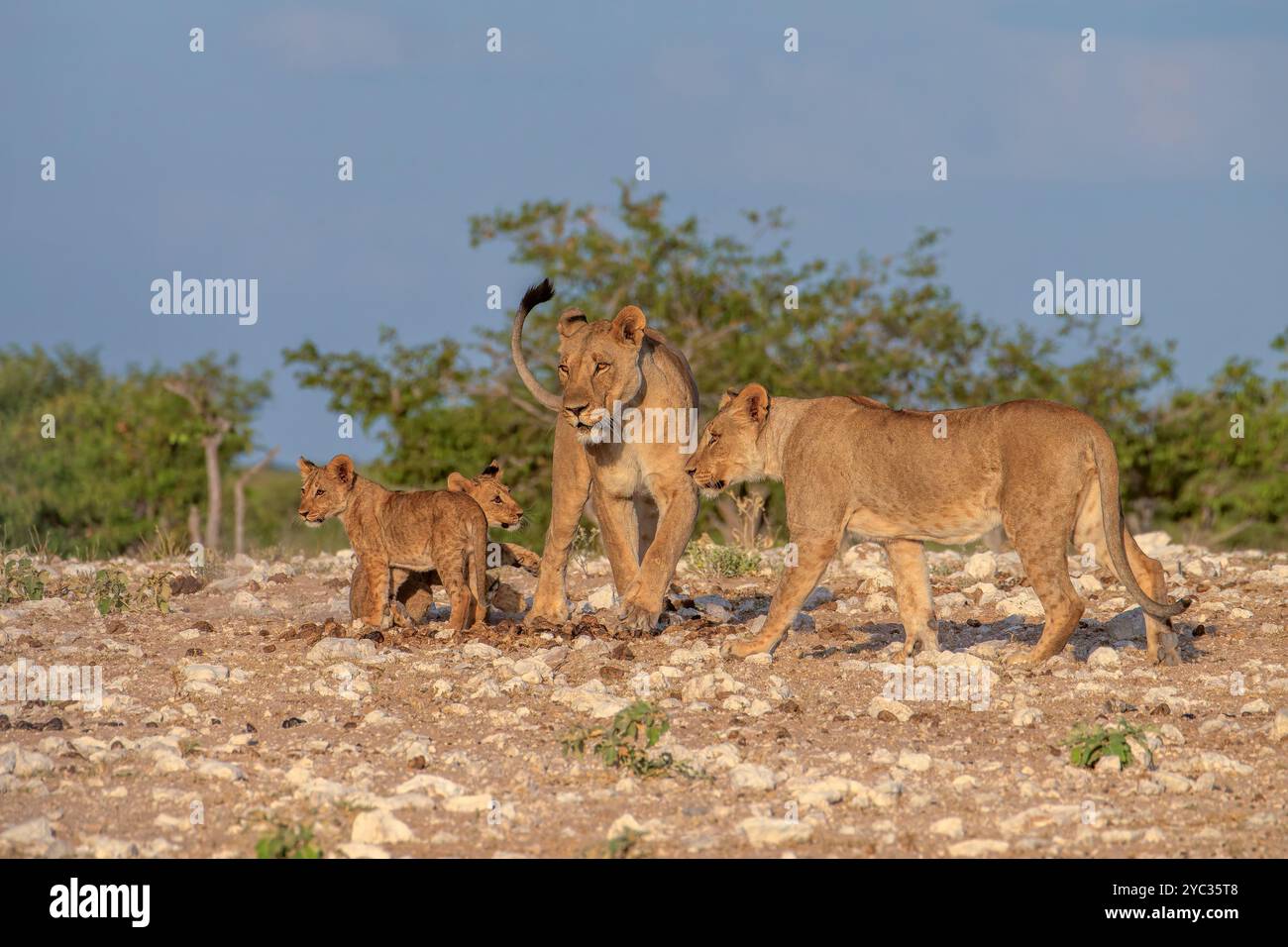 A pride of African Lions in the Namibian desert. Photographed at Etosha ...