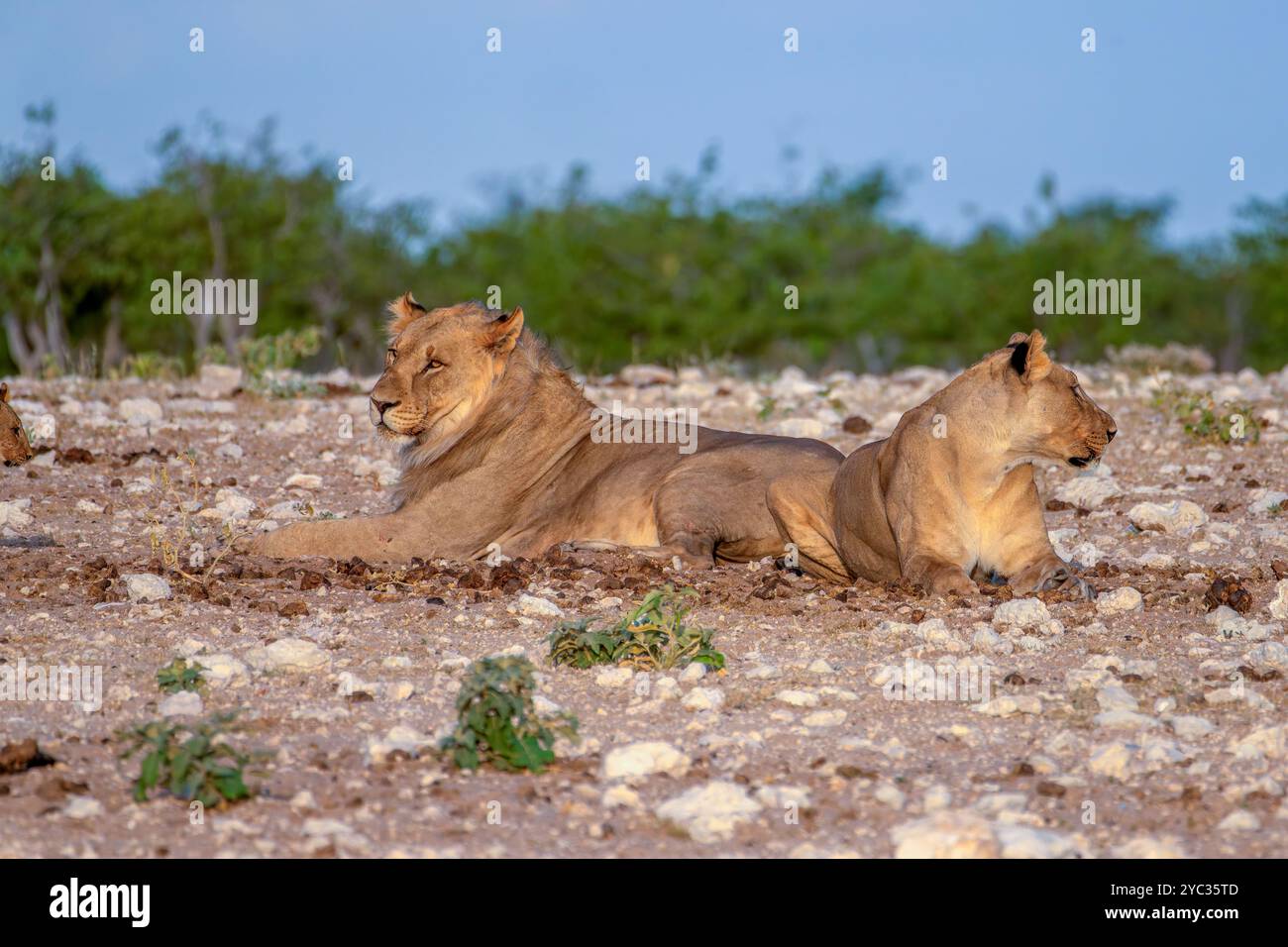 A pride of African Lions in the Namibian desert. Photographed at Etosha ...