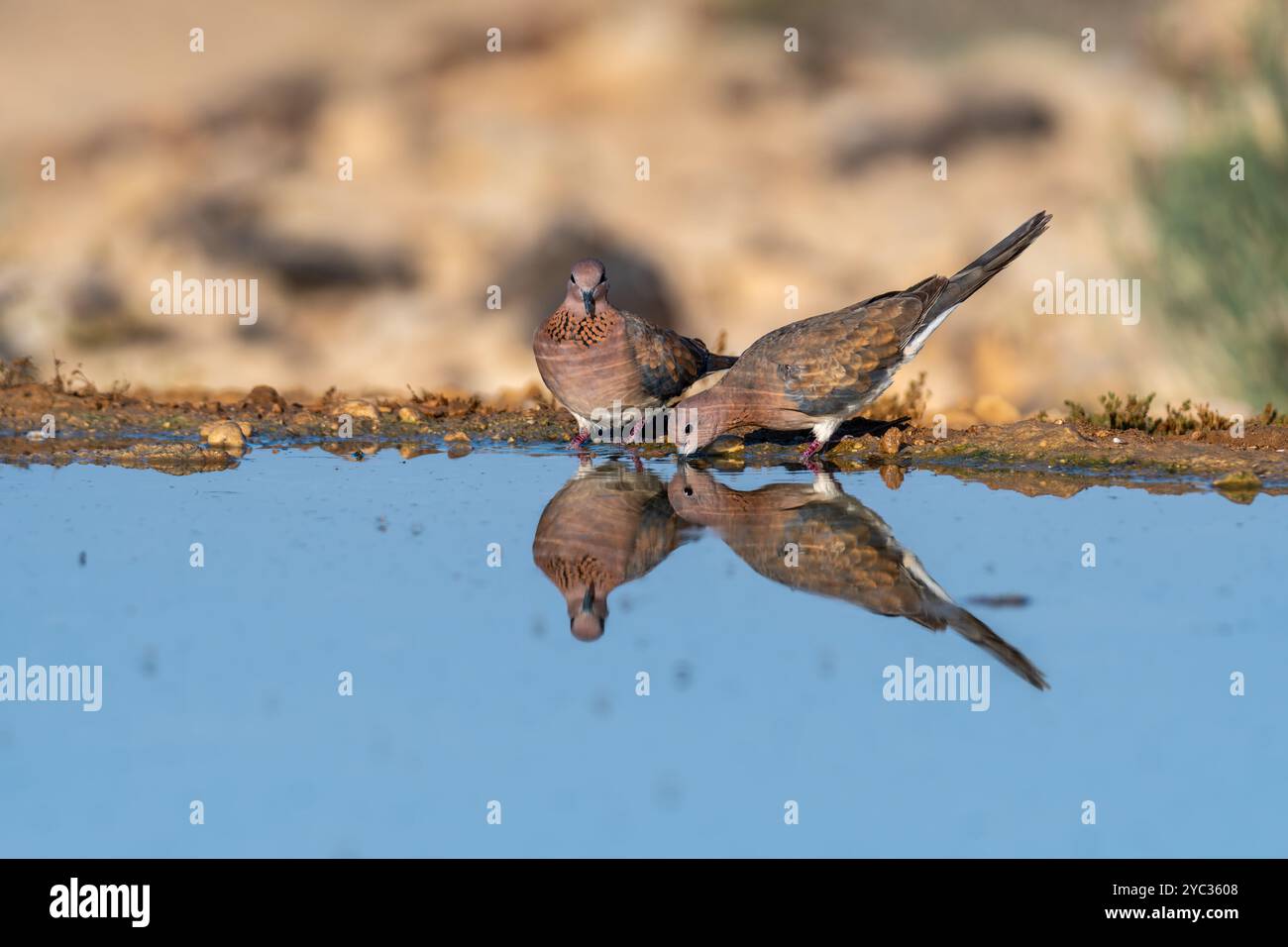 European Turtle Dove (Streptopelia turtur) near water This bird is a ...