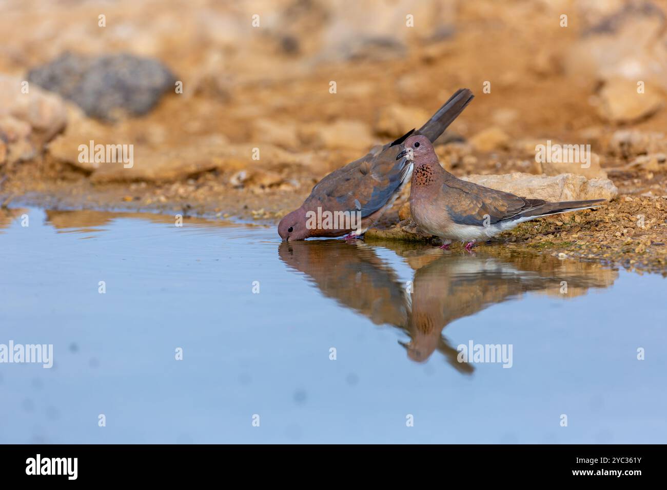 European Turtle Dove (Streptopelia turtur) near water This bird is a ...