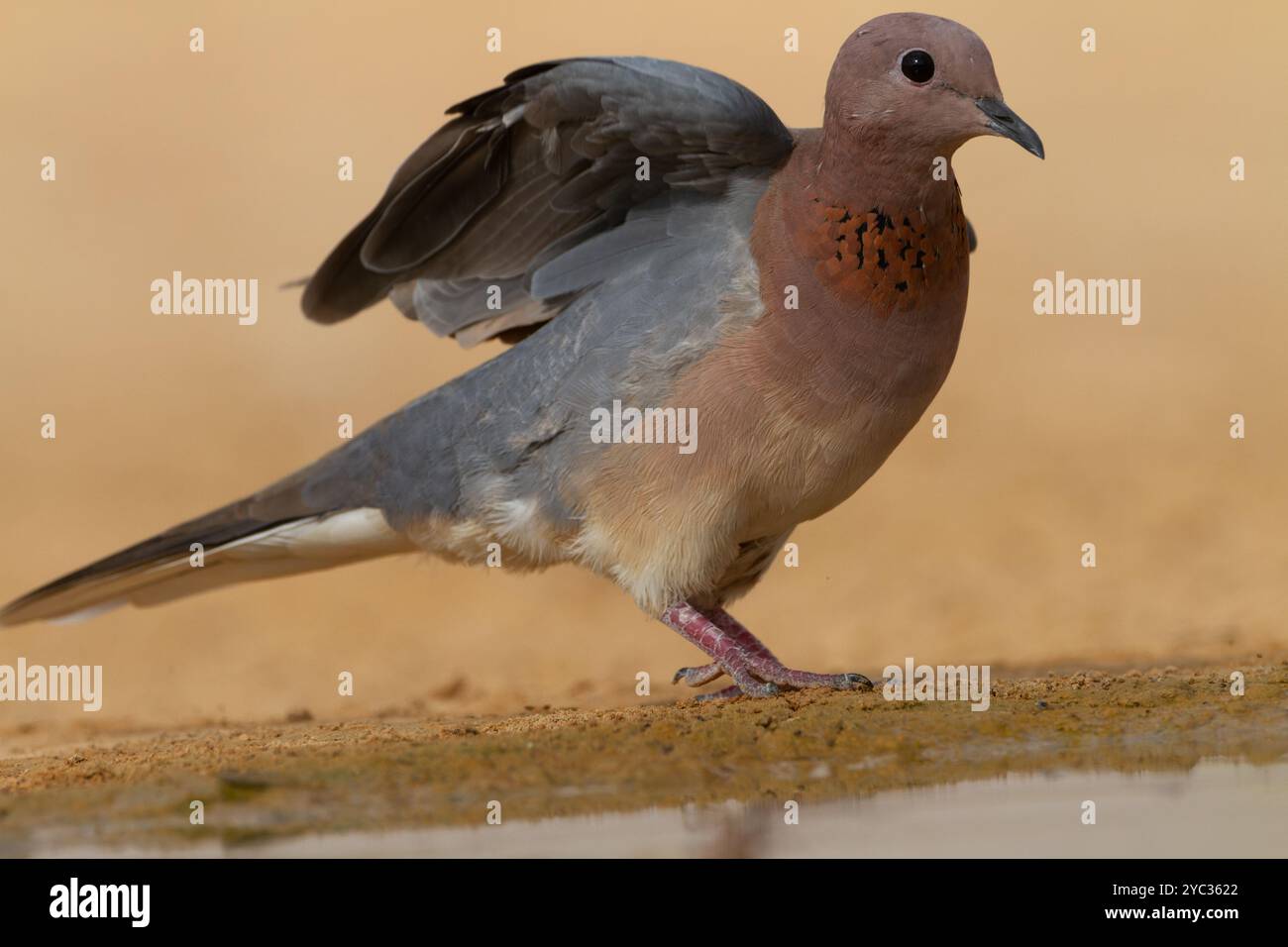 Dove family doves pigeon pigeons hi-res stock photography and images ...