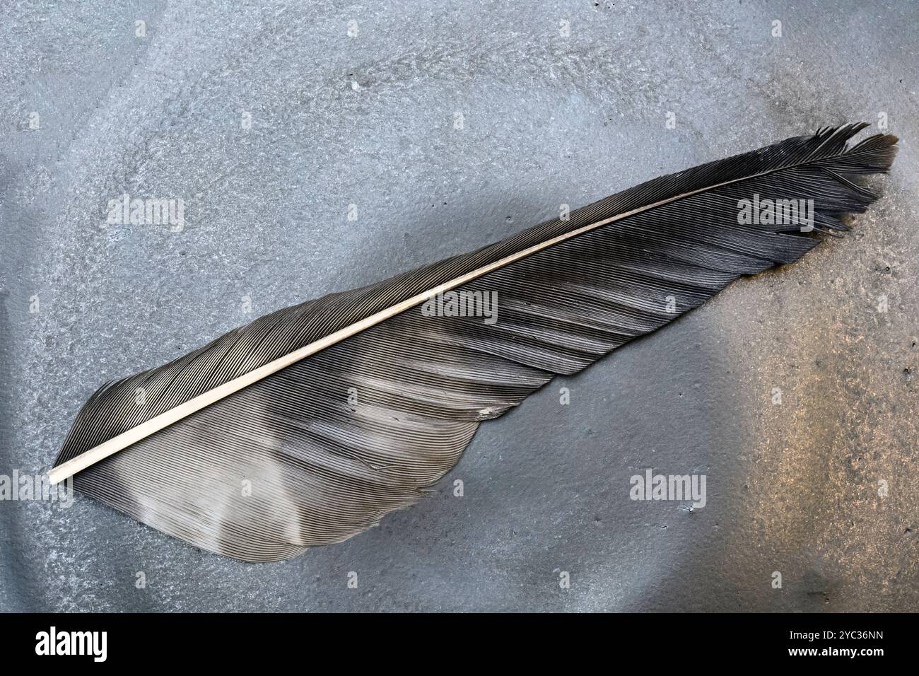 Honey buzzard wing hi-res stock photography and images - Alamy