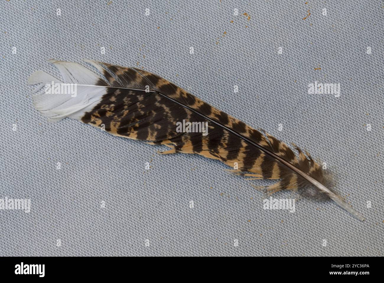 feather of an European nightjar (Caprimulgus europaeus) سبد أوروبي ...