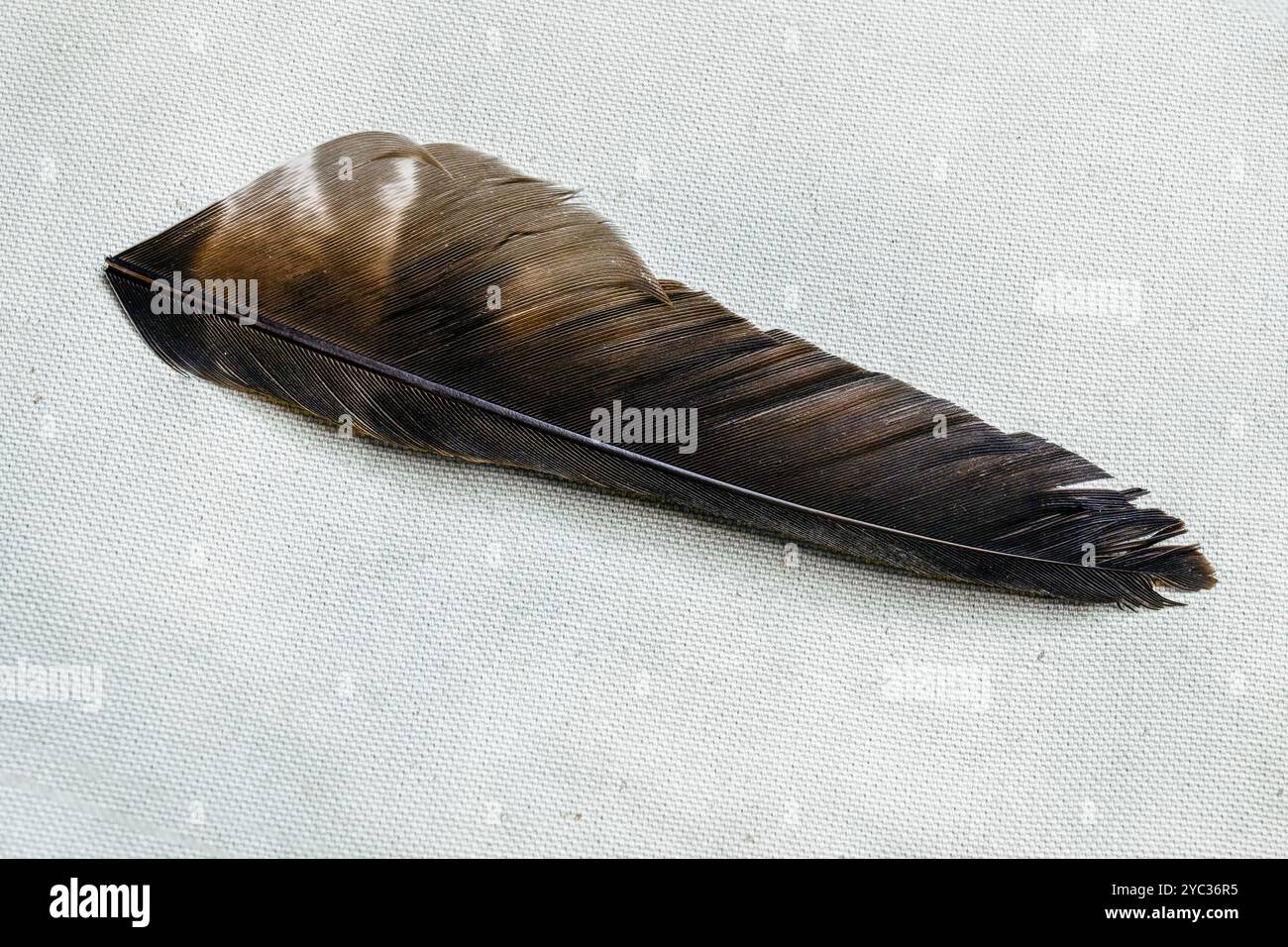 Honey buzzard wing hi-res stock photography and images - Alamy