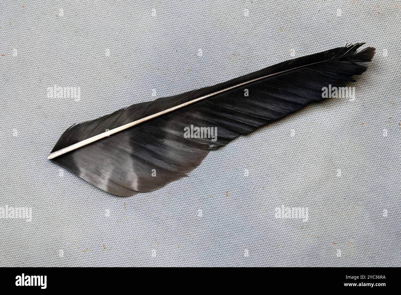 Buzzard feather hi-res stock photography and images - Alamy