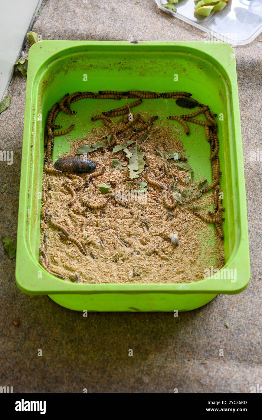 Zophobas morio is a species of darkling beetle, whose larvae are known ...