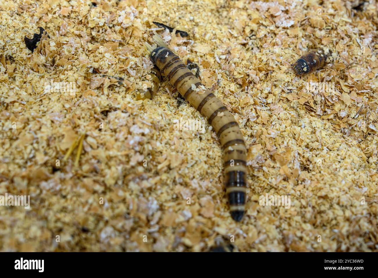 Zophobas morio is a species of darkling beetle, whose larvae are known ...