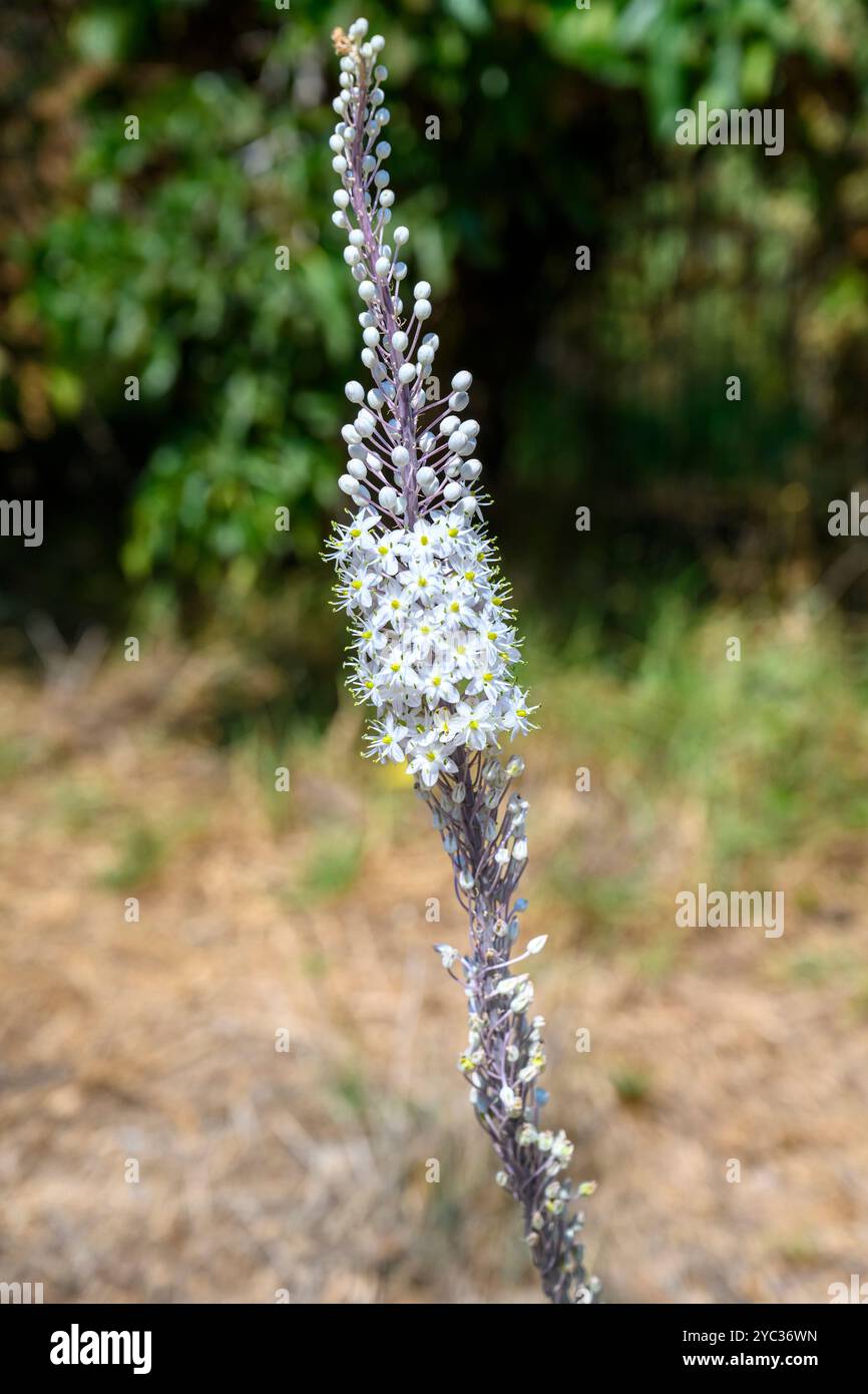 Flowering Sea Squill, (Drimia maritima) عنصل بحري Israel, autumn ...