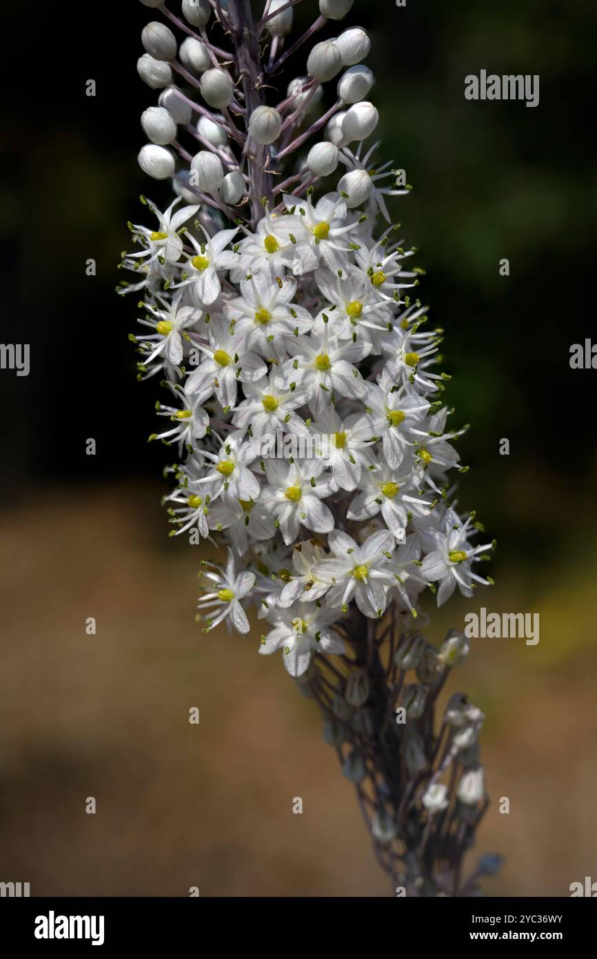 Flowering Sea Squill, (Drimia maritima) عنصل بحري Israel, autumn ...