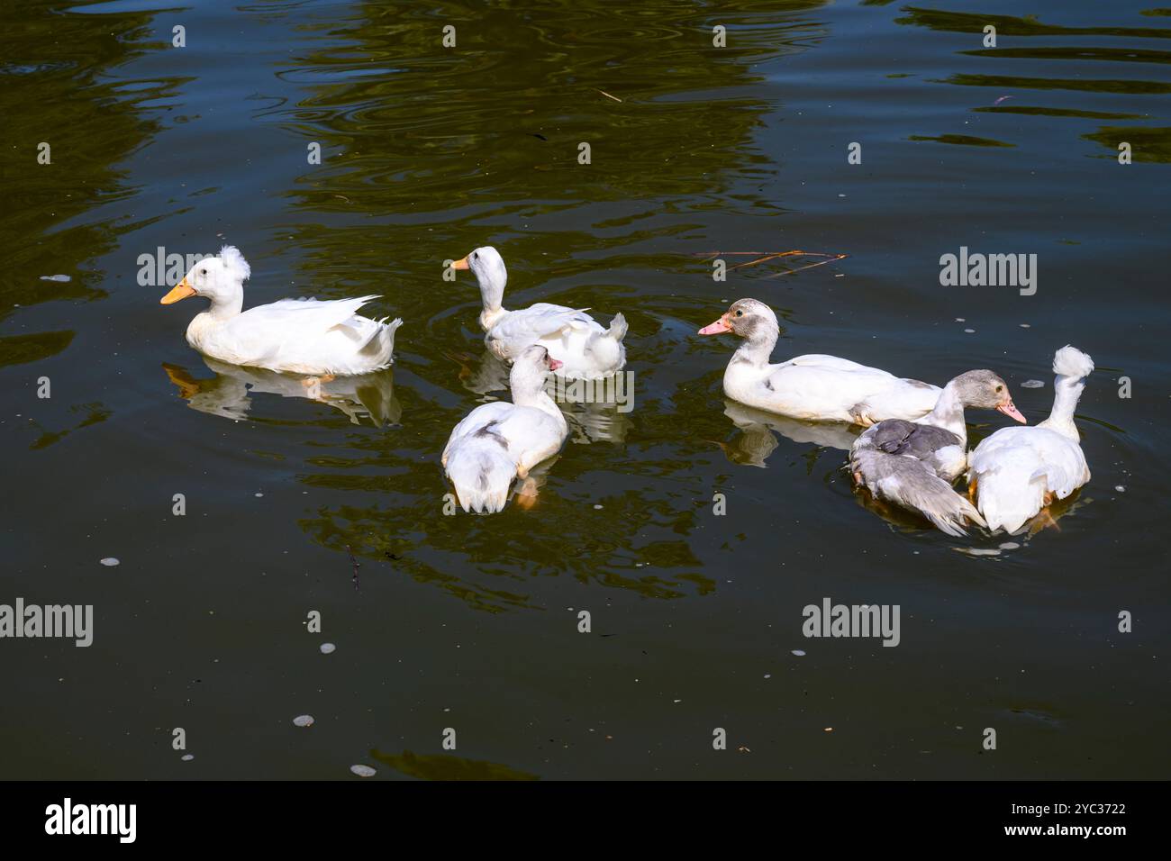 A flock of white crested ducks in the Yarkon River, Tel Aviv, Israel ...