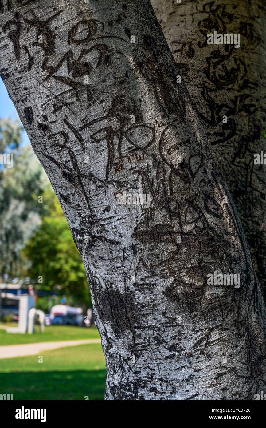 Names in tree hi-res stock photography and images - Alamy