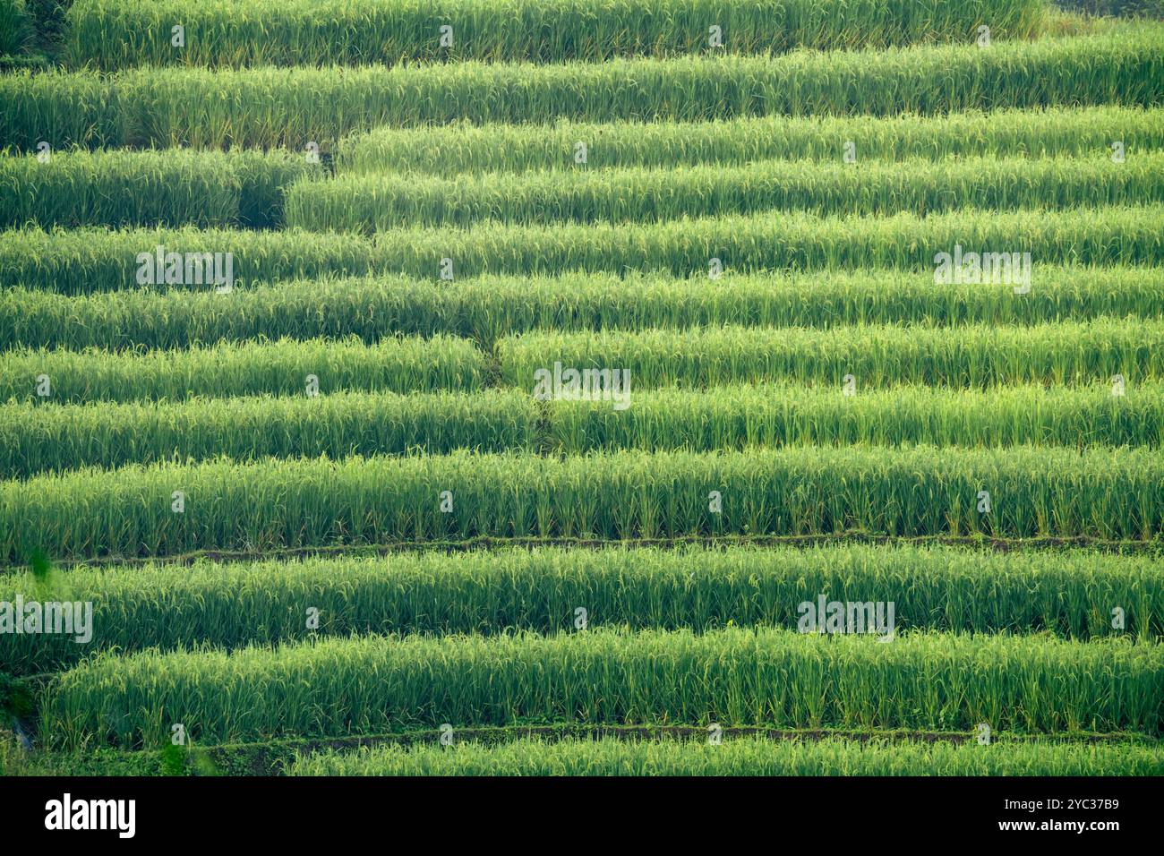 Green rice terraces. Lush agricultural landscape with terraced paddy ...