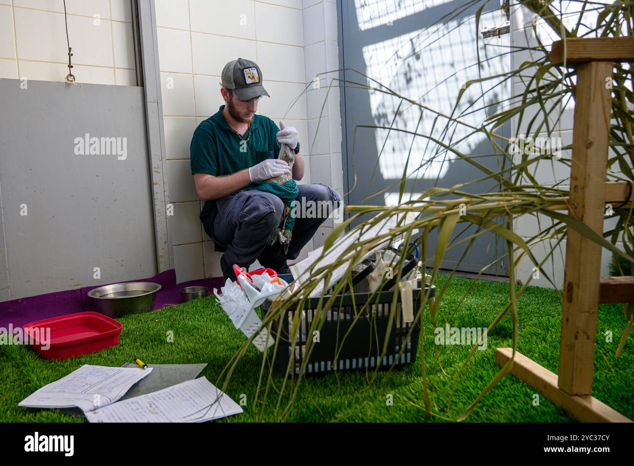 Yam, a member of the veterinary staff is administering medication to a ...