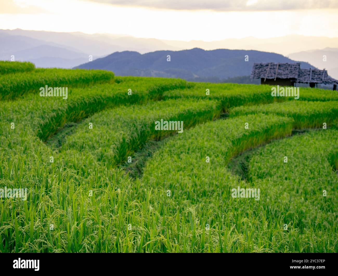 Green rice terraces. Lush agricultural landscape with terraced paddy ...