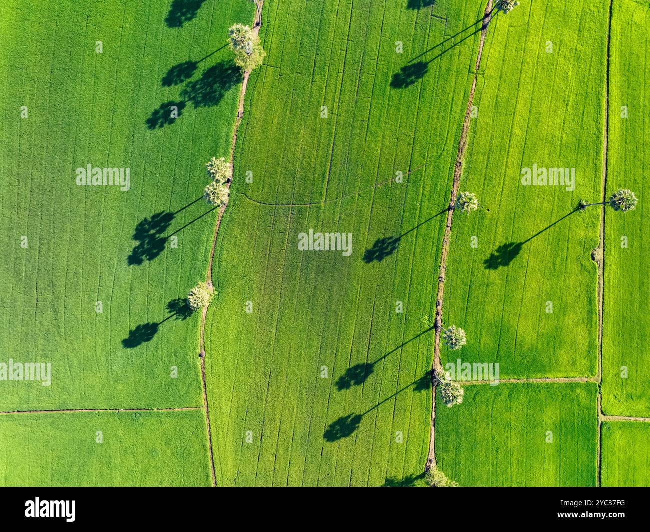 Aerial view of lush green rice field with sugar palm trees. Sustainable ...