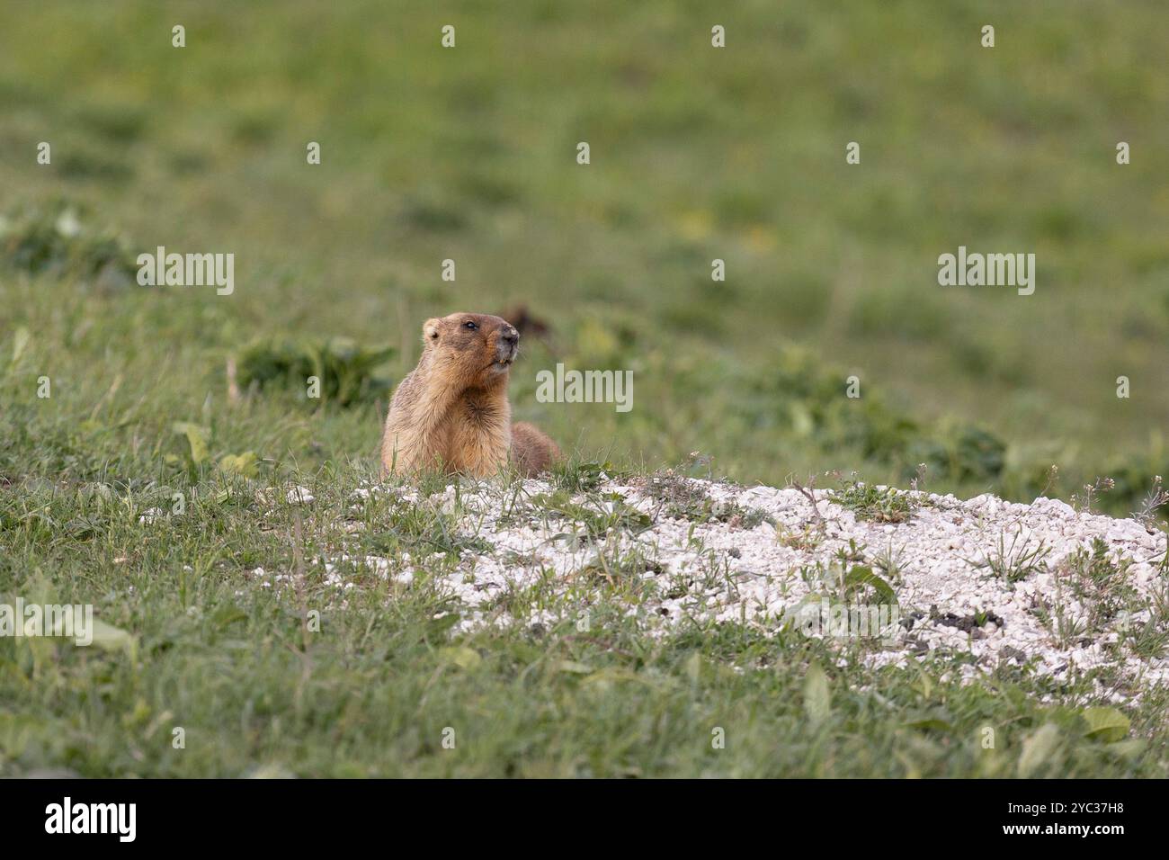 Bobak marmota bobak hi-res stock photography and images - Alamy