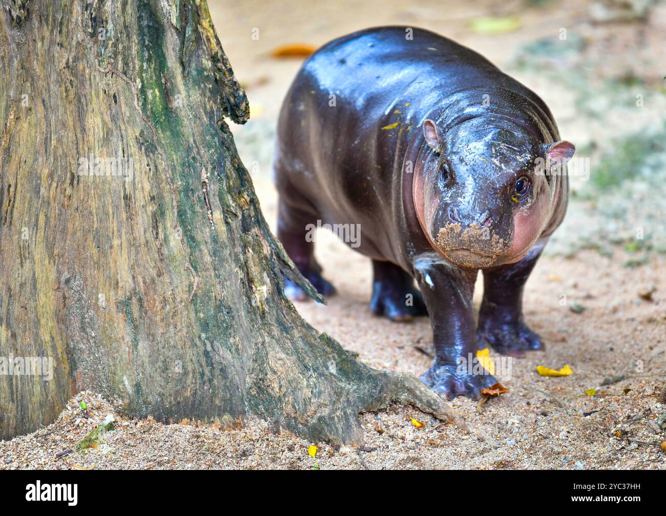 A female dwarf Pygmy hippo, Khao Kheow Open Zoo in Chonburi Thailand ...