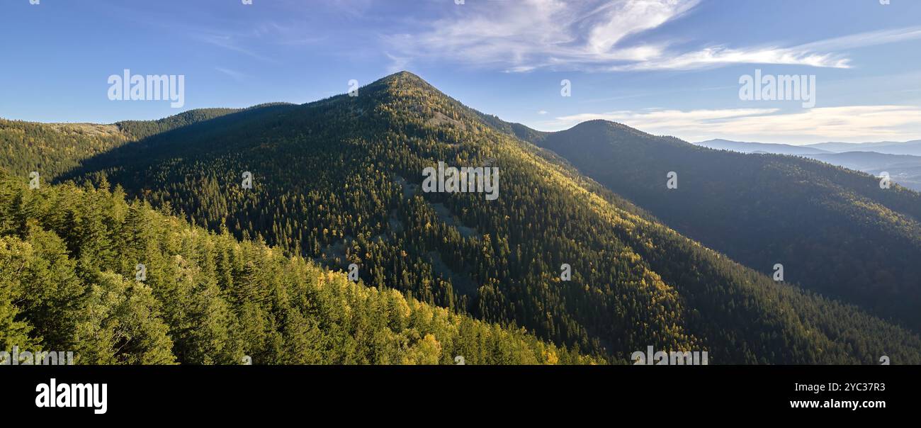 Aerial view of hillside with dark spruce forest trees at fall bright ...