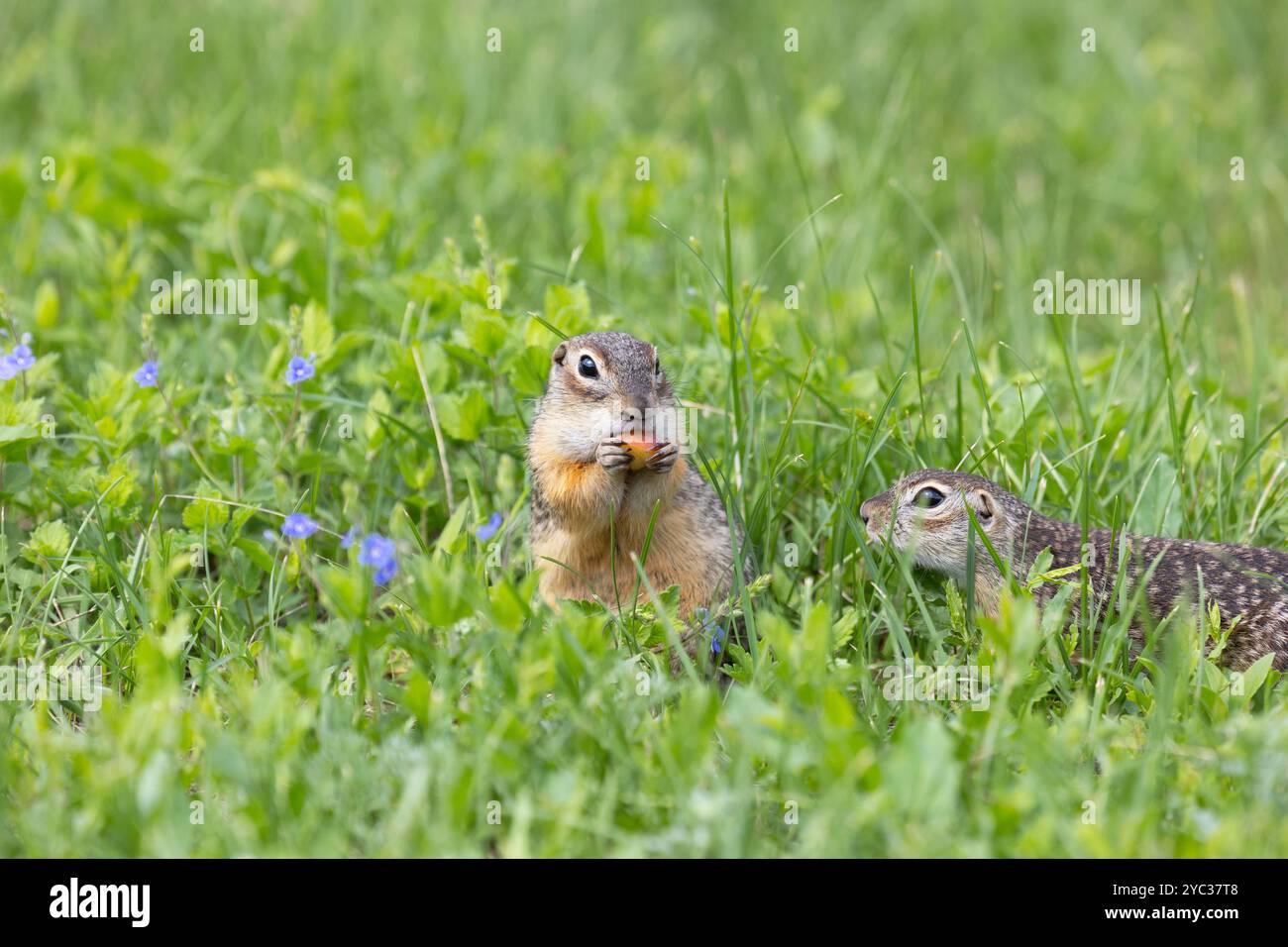 Two grey squirrels in hi-res stock photography and images - Alamy