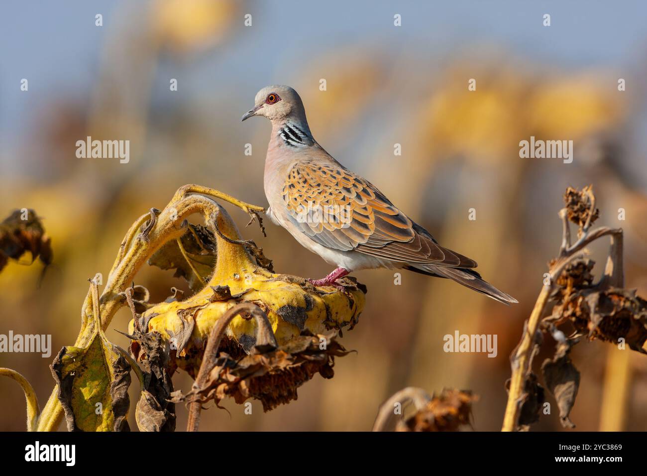 European Turtle Dove (Streptopelia turtur) perched on a dry sunflower ...