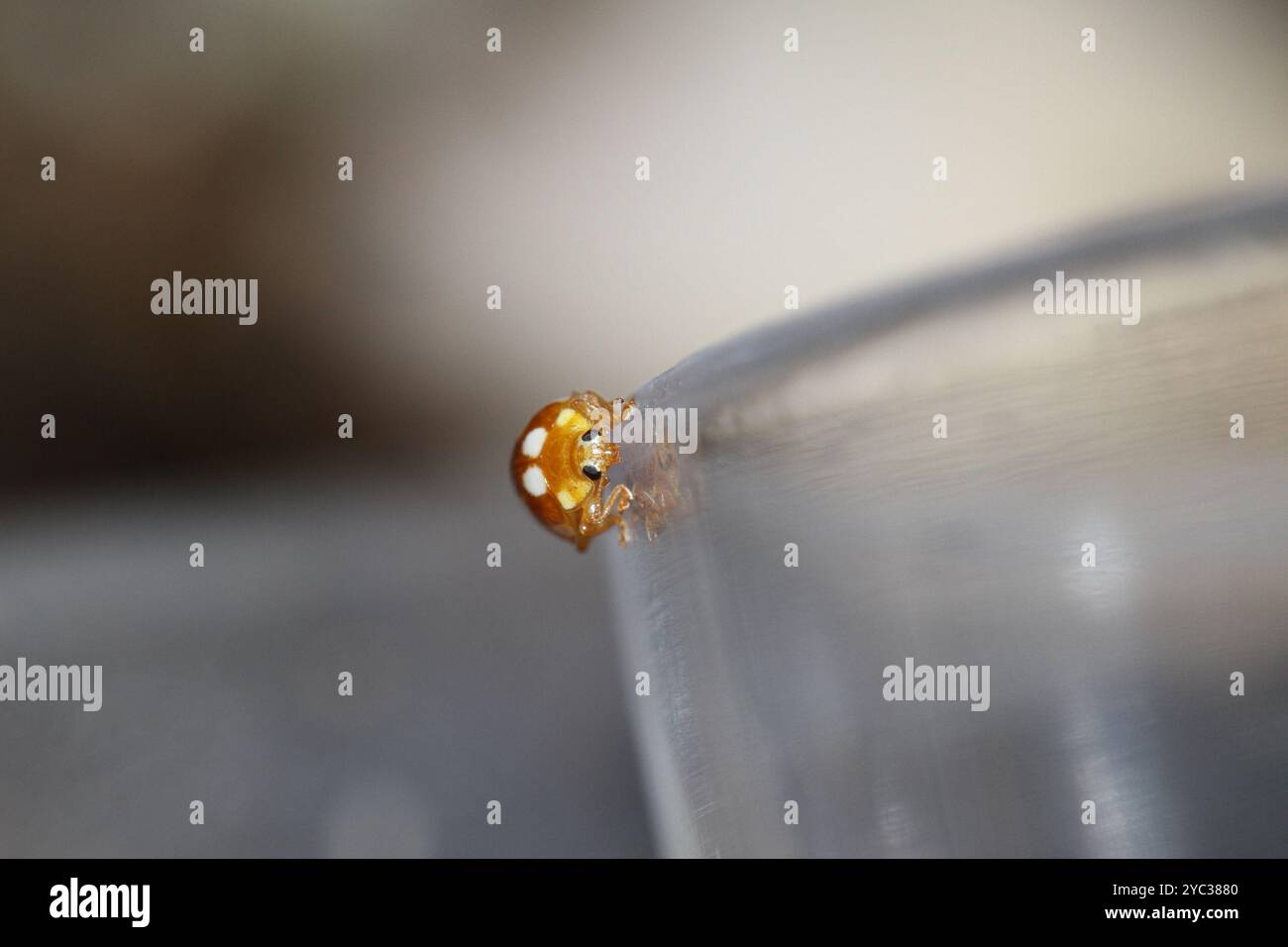 ladybug beetle walking small nature Stock Photo - Alamy