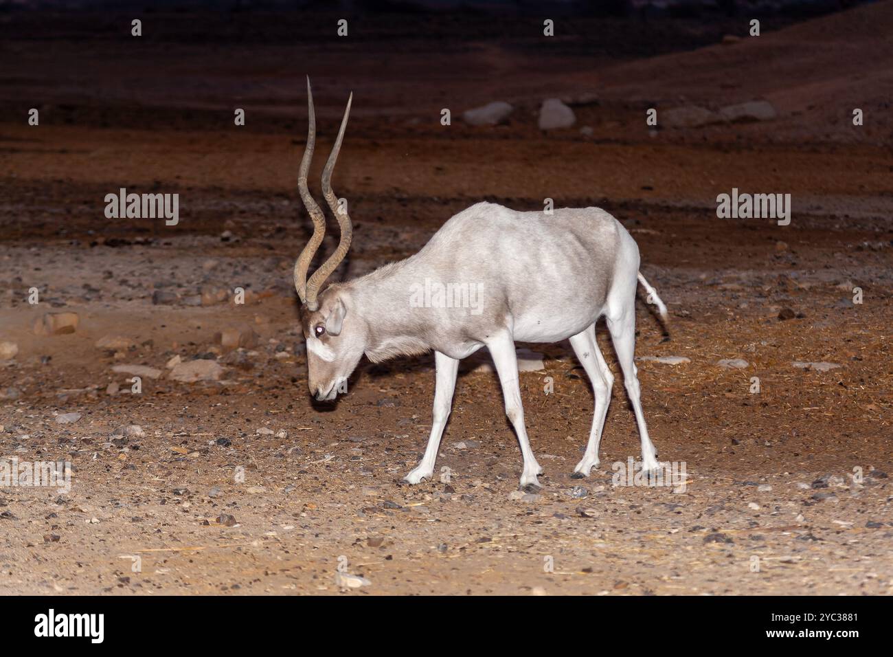 Addax (Addax nasomaculatus) مهاة أبو عدس critically endangered desert ...