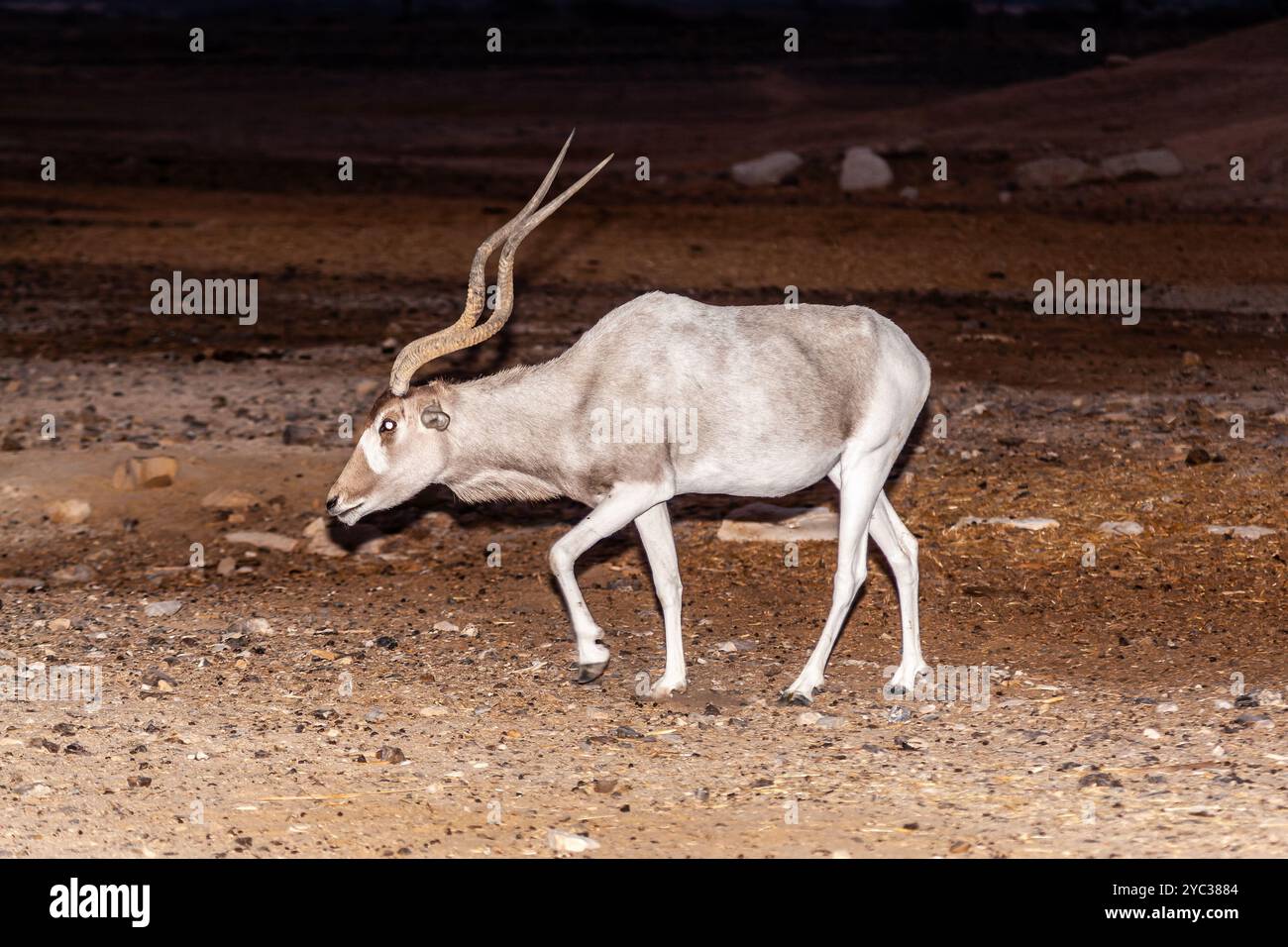 Addax (Addax nasomaculatus) مهاة أبو عدس critically endangered desert ...