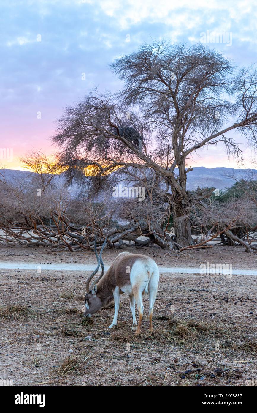 Addax (Addax nasomaculatus) مهاة أبو عدس critically endangered desert ...