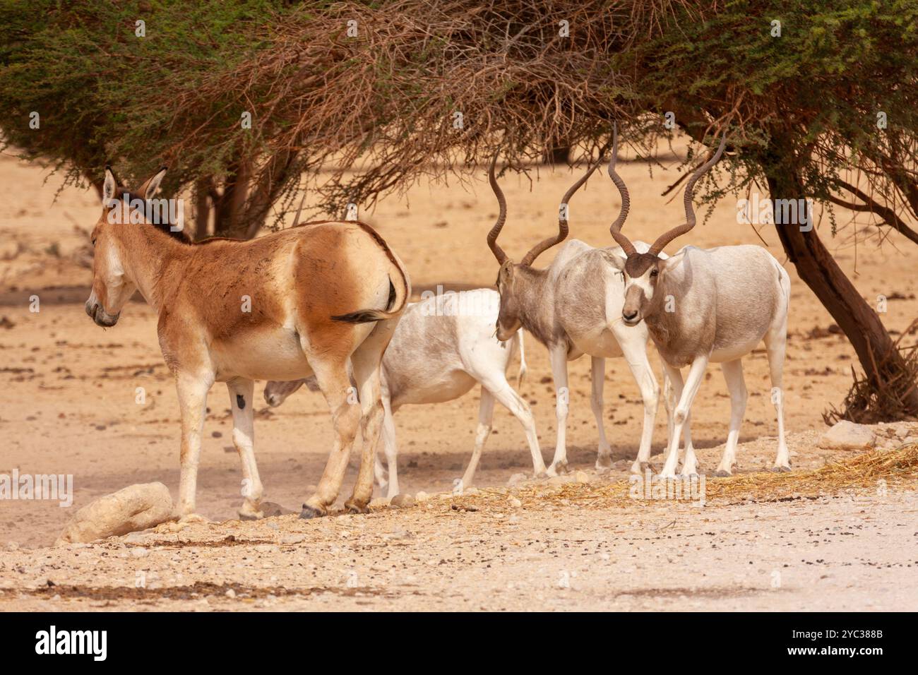 Addax (Addax nasomaculatus) مهاة أبو عدس critically endangered desert ...