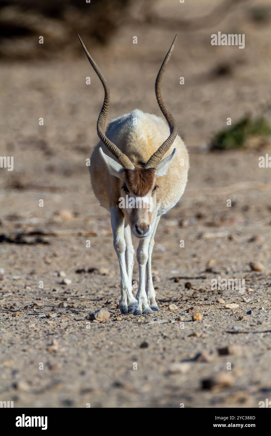Addax (Addax nasomaculatus) مهاة أبو عدس critically endangered desert ...