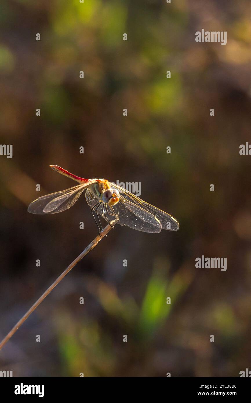 The scarlet dragonfly (Crocothemis erythraea) is a species of dragonfly ...