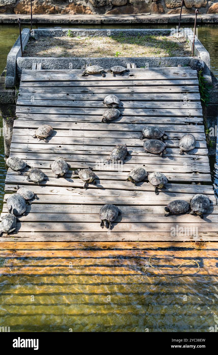 Turtle Pond at Shitennoji Buddhist temple complex in Osaka, Japan Stock ...