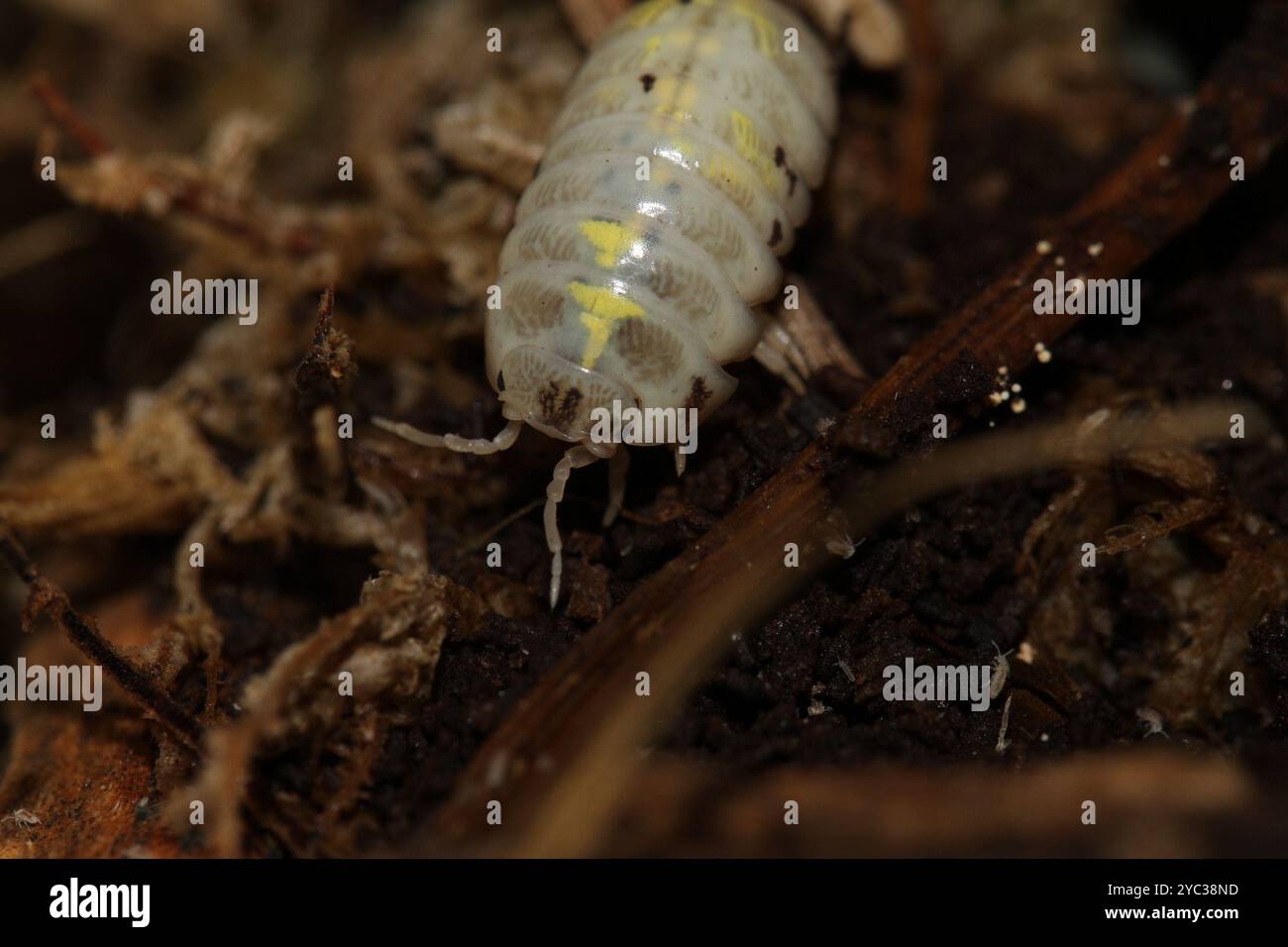 isopods woodlouse pill bugs armadillidium vulgare magic potion Stock ...