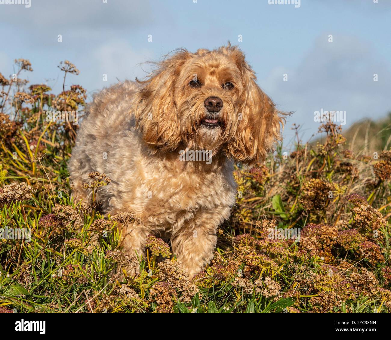 cockapoo with blue sky behind Stock Photo - Alamy