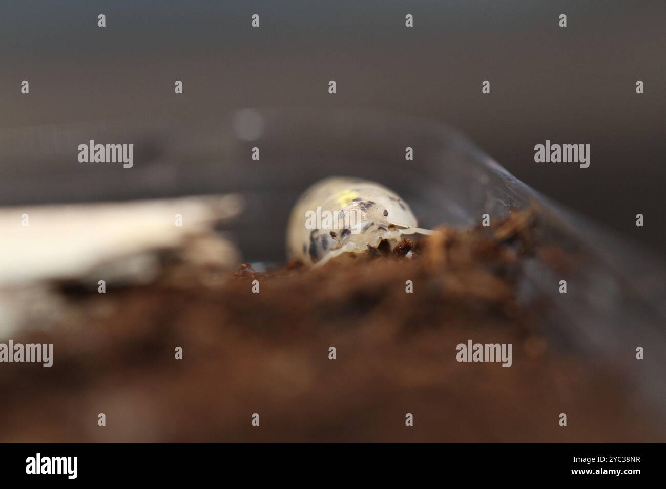 isopods woodlouse pill bugs armadillidium vulgare magic potion Stock ...