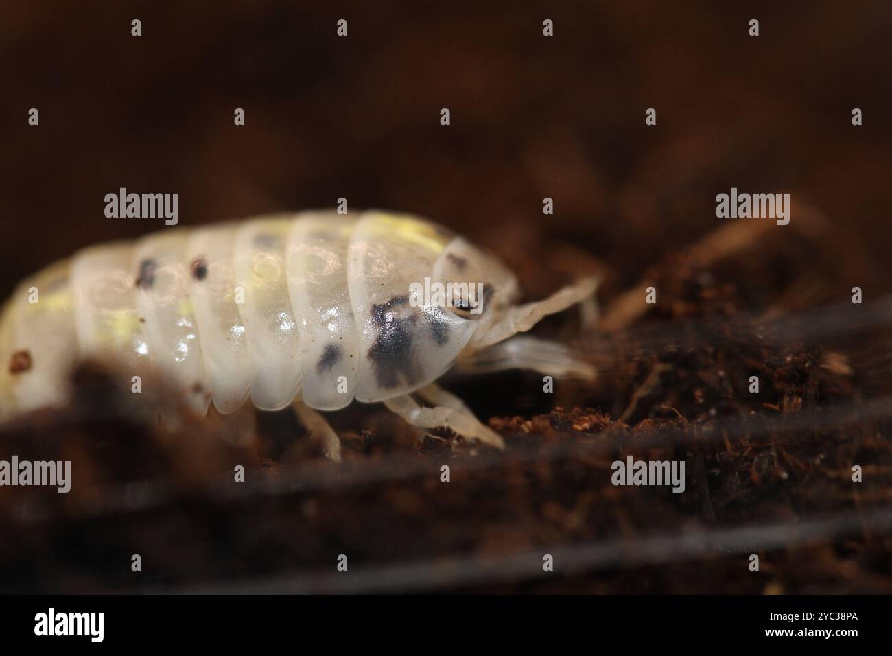 isopods woodlouse pill bugs armadillidium vulgare magic potion Stock ...