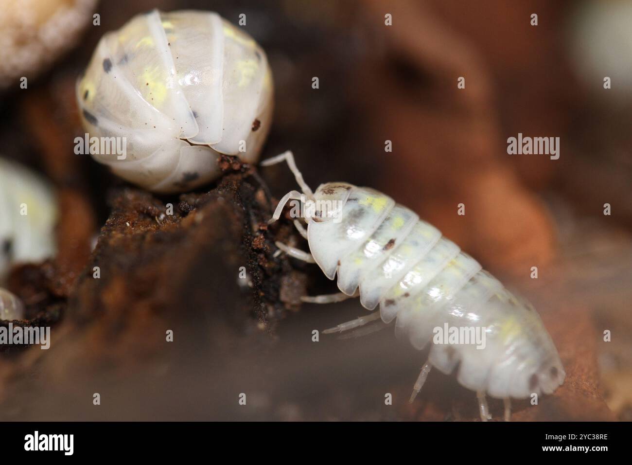isopods woodlouse pill bugs armadillidium vulgare magic potion Stock ...