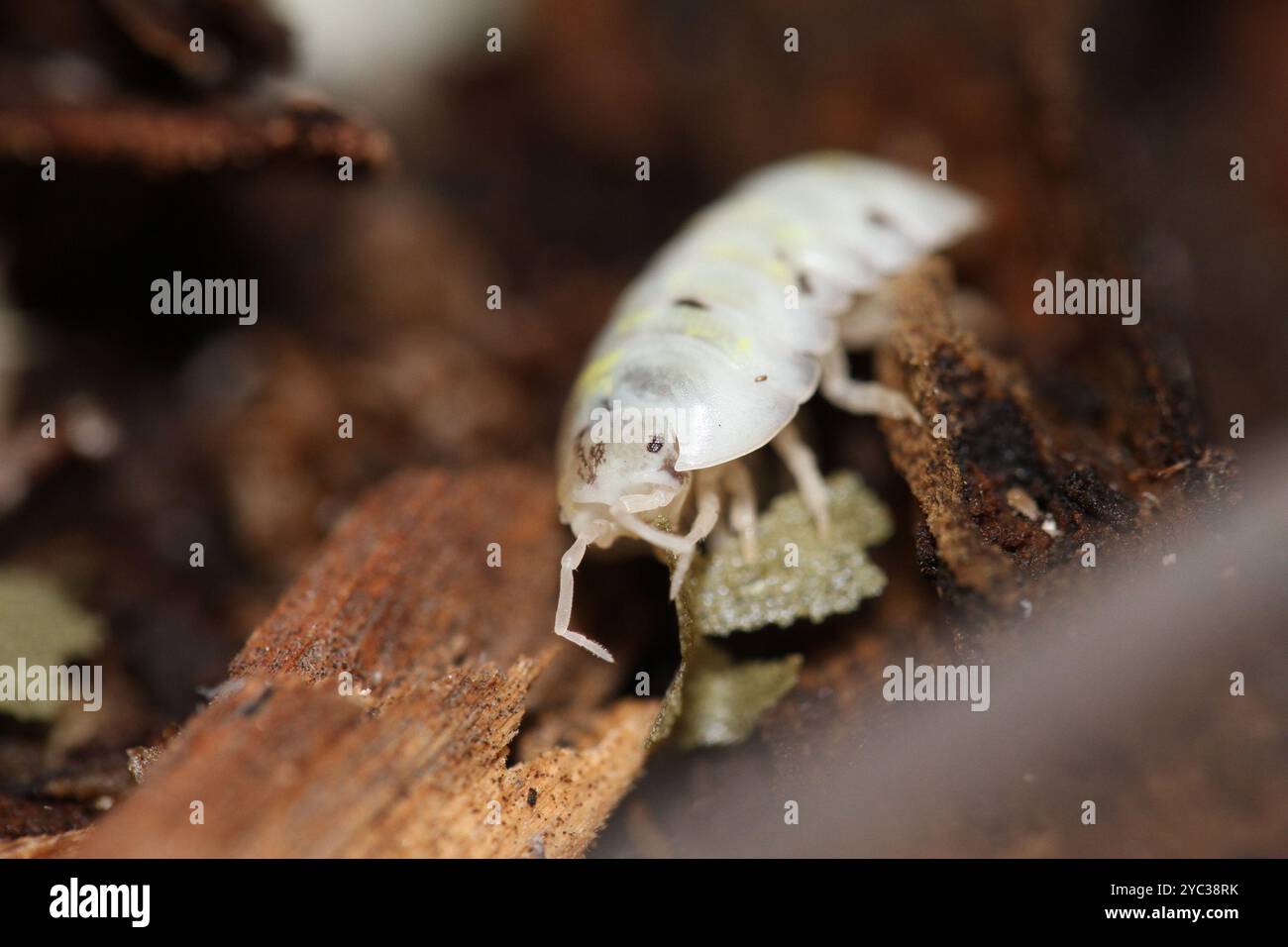 isopods woodlouse pill bugs armadillidium vulgare magic potion Stock ...