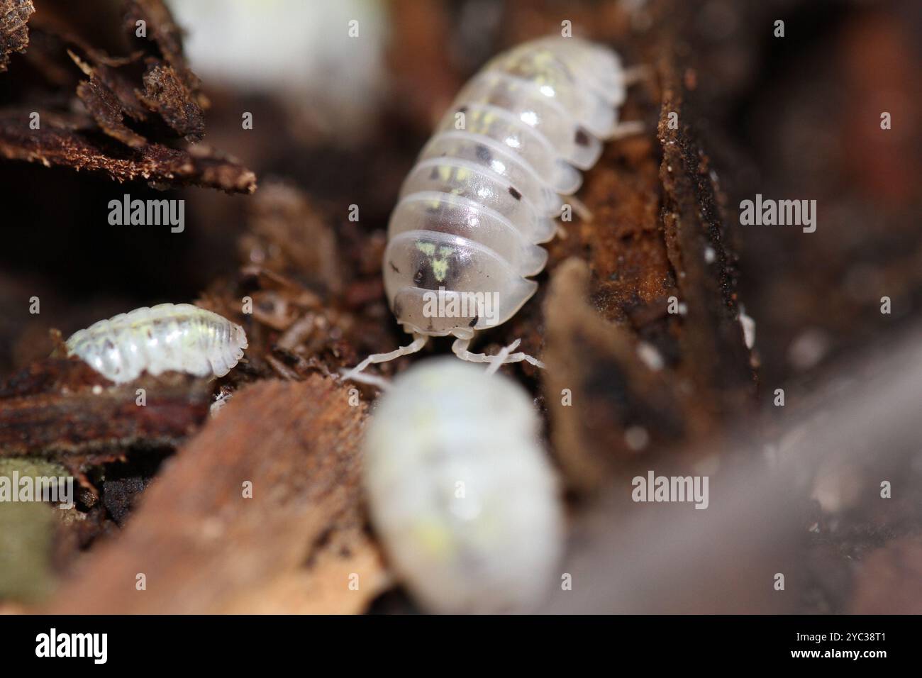 isopods woodlouse pill bugs armadillidium vulgare magic potion Stock ...
