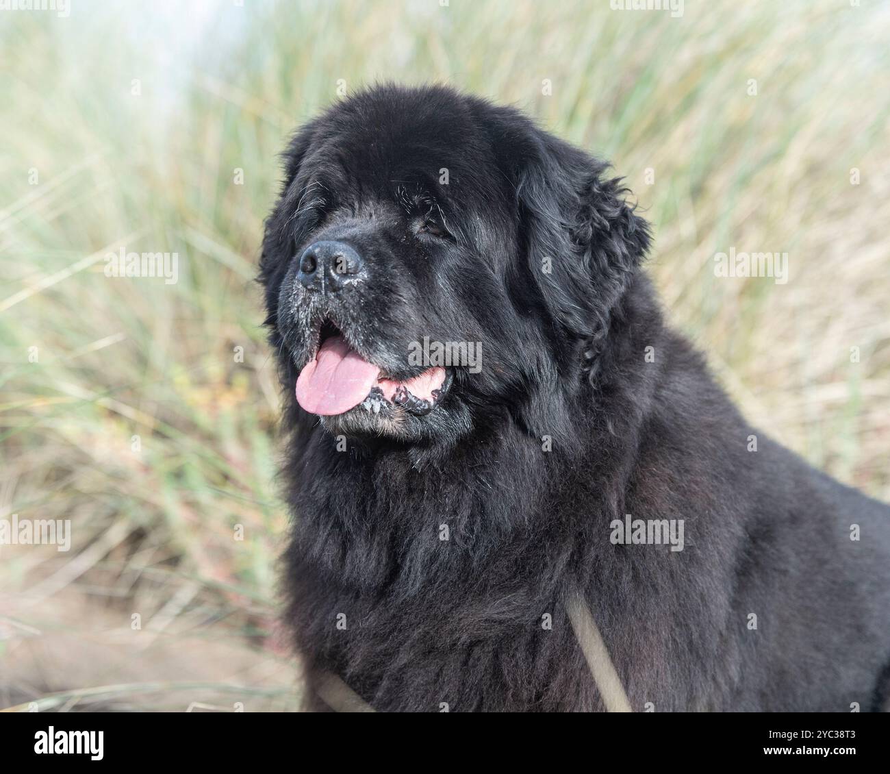 Newfoundland dog portrait with vignette Stock Photo - Alamy