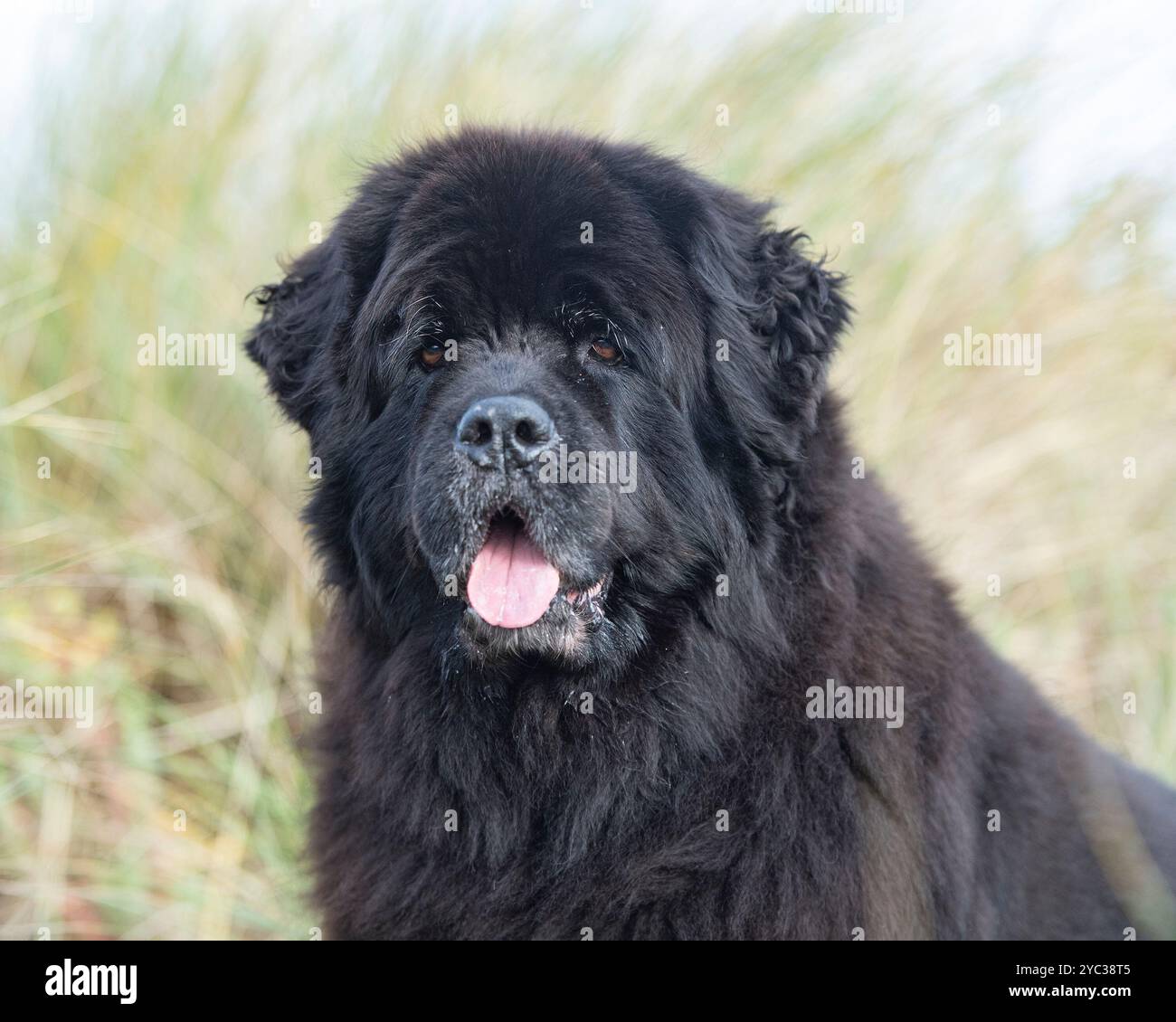 Newfoundland dog portrait with vignette Stock Photo - Alamy