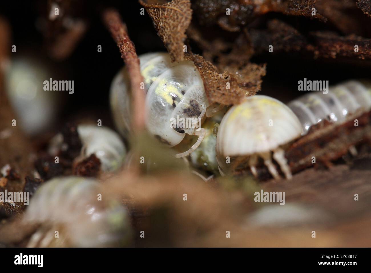 isopods woodlouse pill bugs armadillidium vulgare magic potion Stock ...