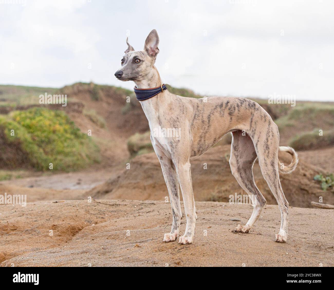 brindle whippet dog standing on dunes at the beach looking regal Stock ...