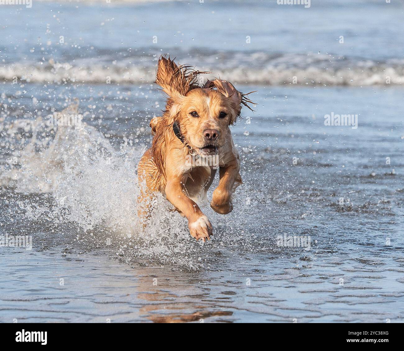 English Cocker Spaniel running through sea on the beach Stock Photo - Alamy