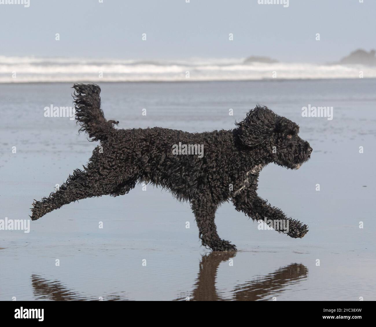 cockapoo running on the beach Stock Photo - Alamy