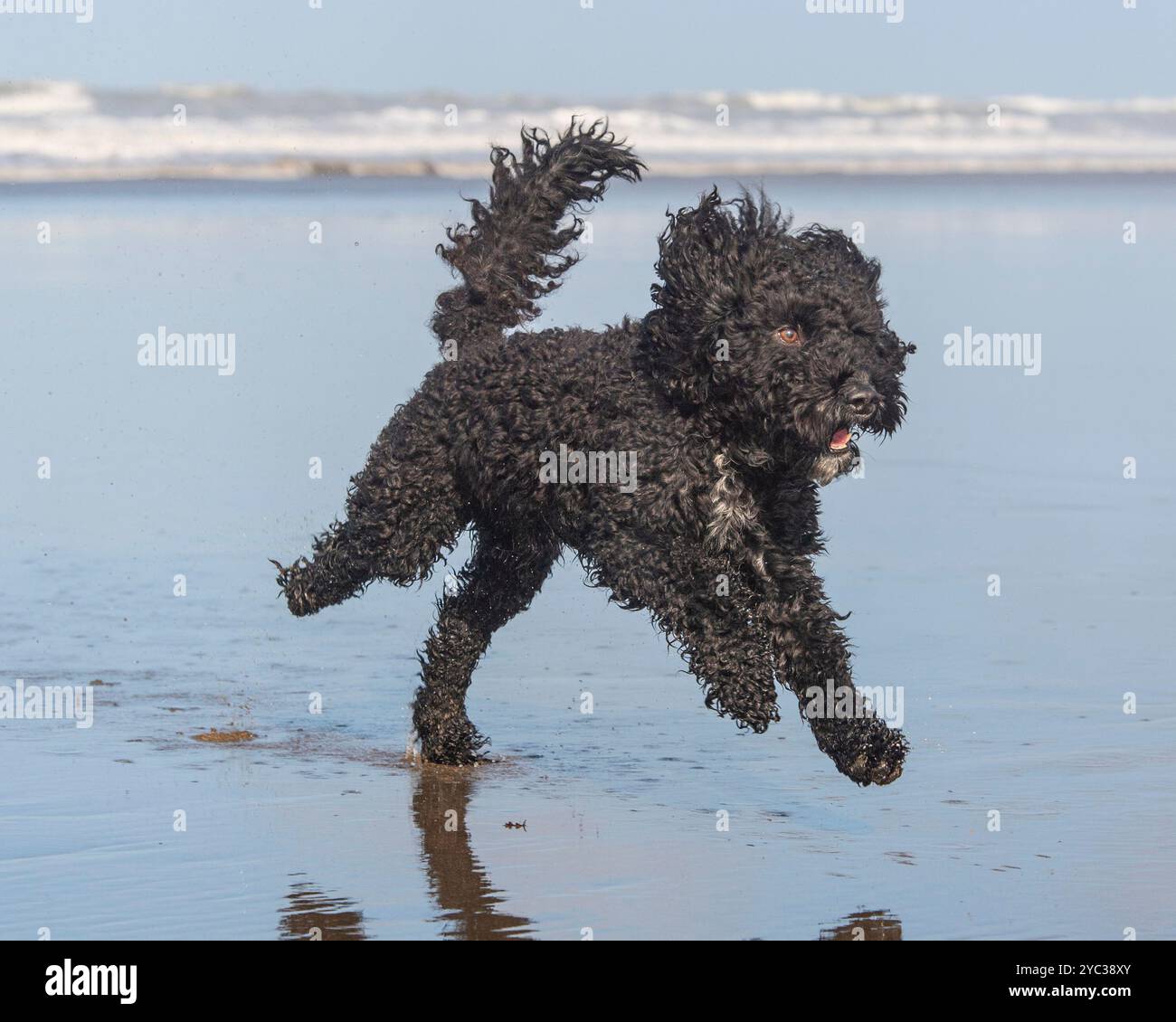 cockapoo running on the beach Stock Photo - Alamy